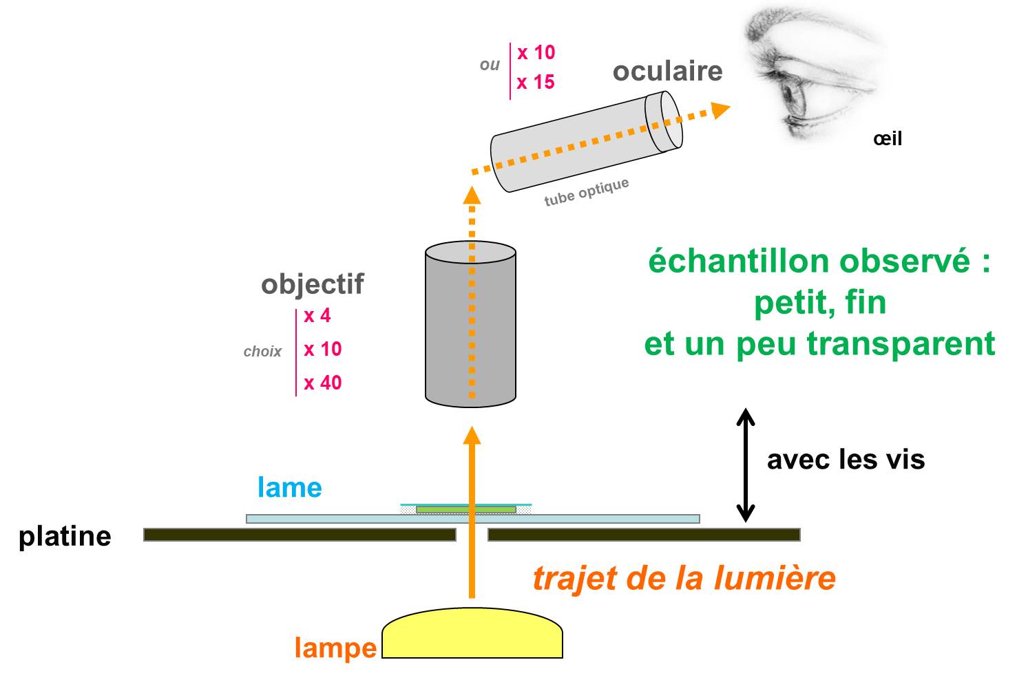 Quels sont les points communs entre les êtres vivants lorsqu’on les ...